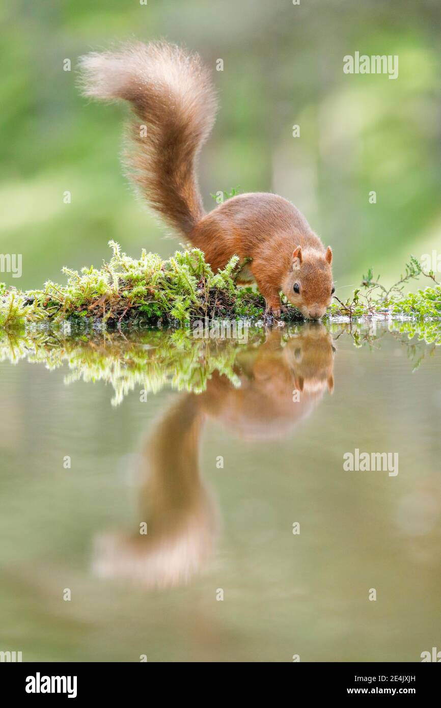 Thirsty squirrel hi-res stock photography and images - Alamy