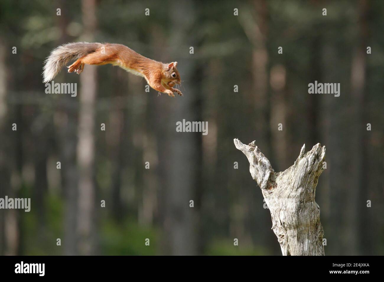 Red squirrel in hazel hi-res stock photography and images - Alamy