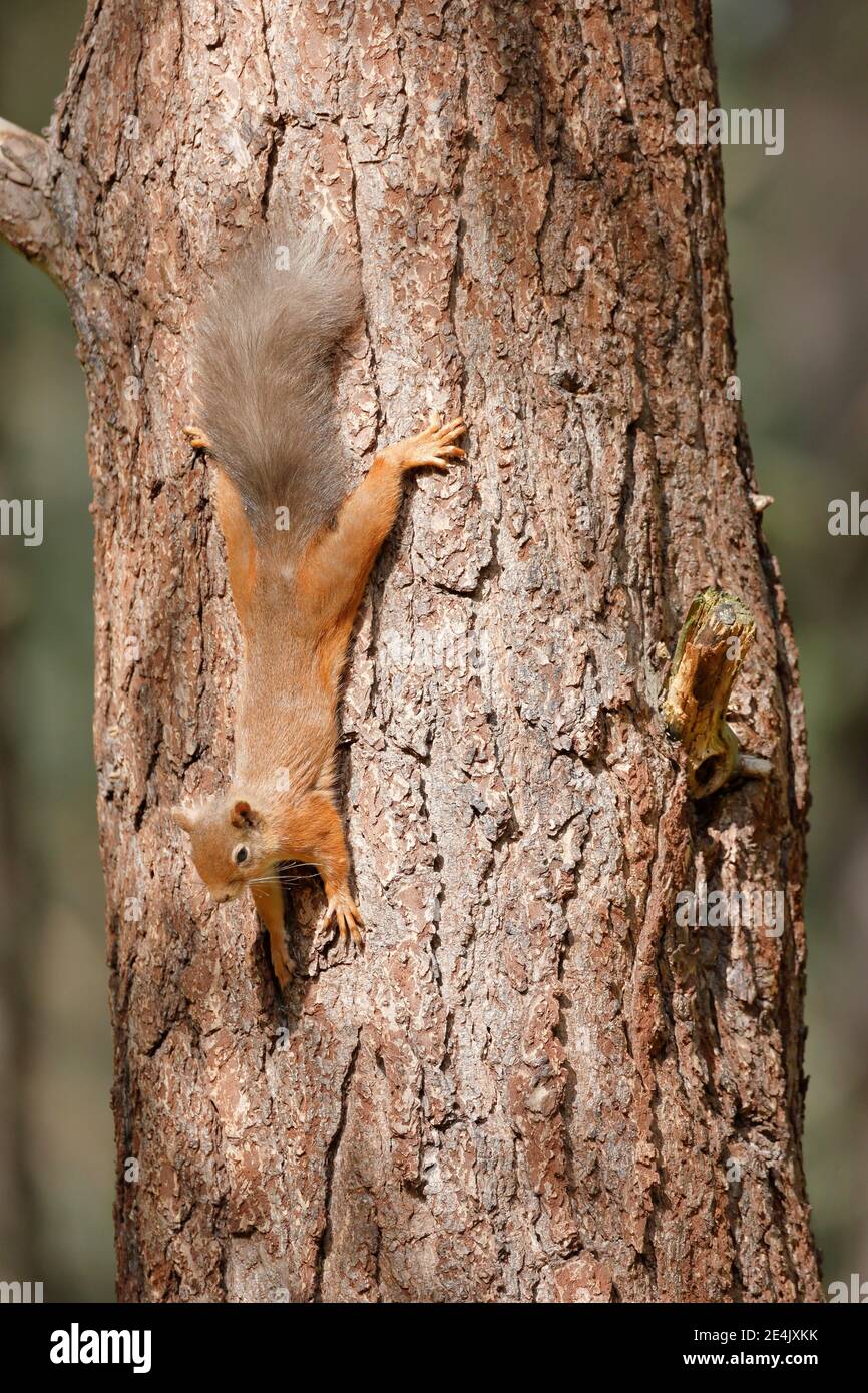 Red Squirrel (Sciurus vulgaris Stock Photo - Alamy