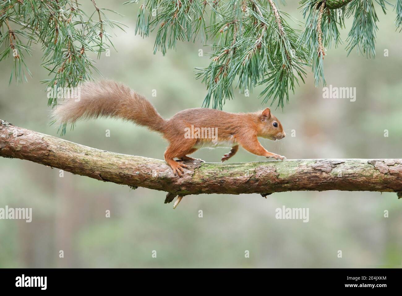 Red Squirrel (Sciurus vulgaris Stock Photo - Alamy