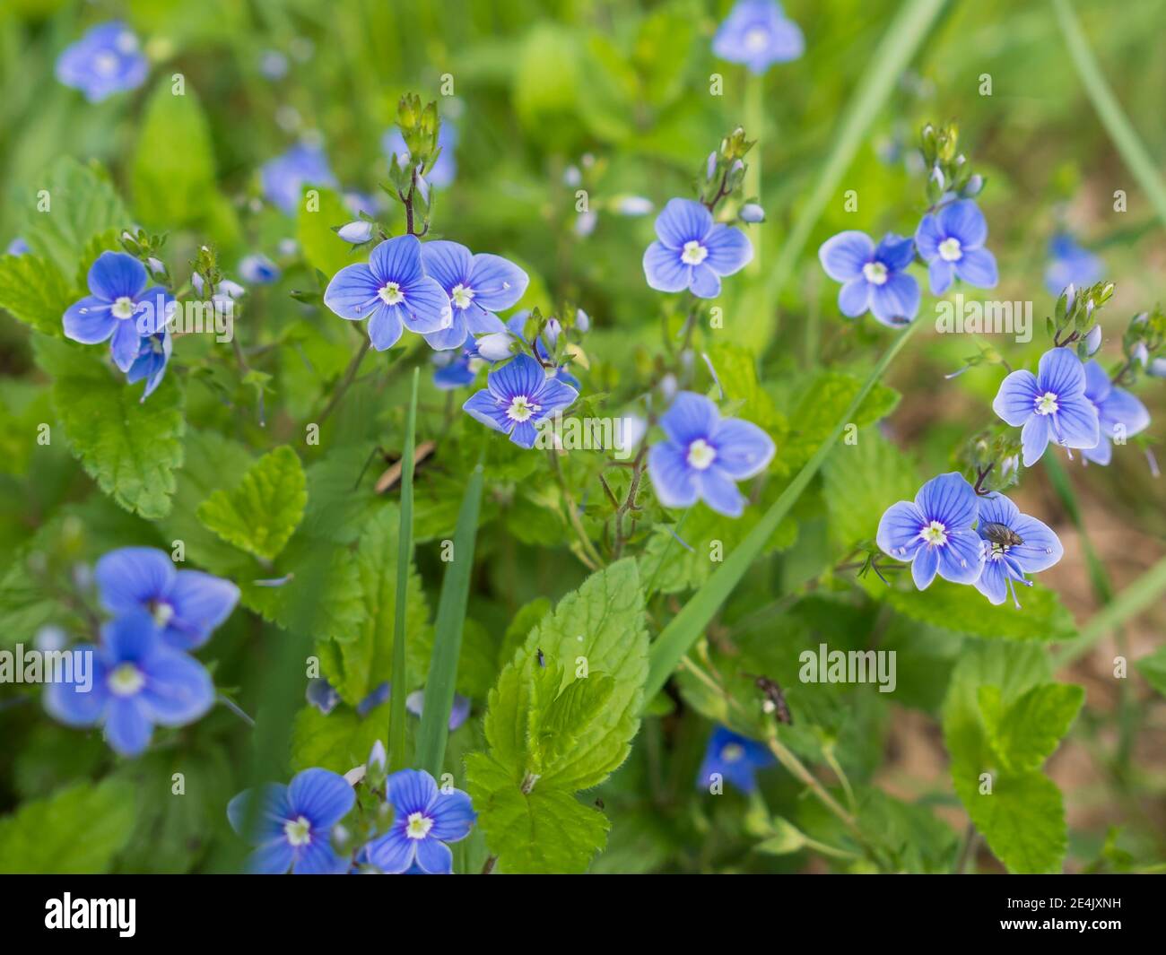 Blue speedwell flowers hi-res stock photography and images - Alamy