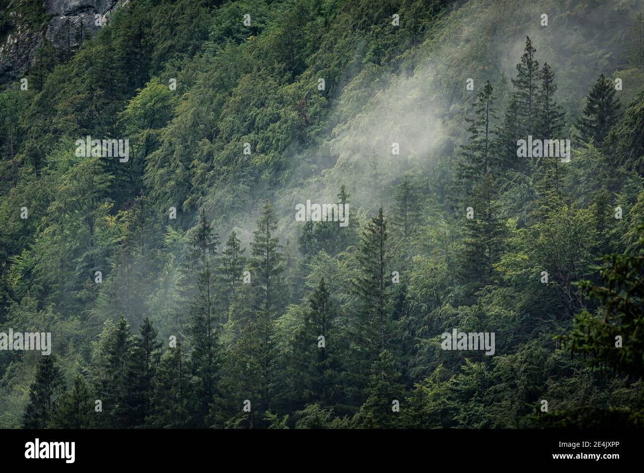 Fog rising above forest Stock Photo - Alamy