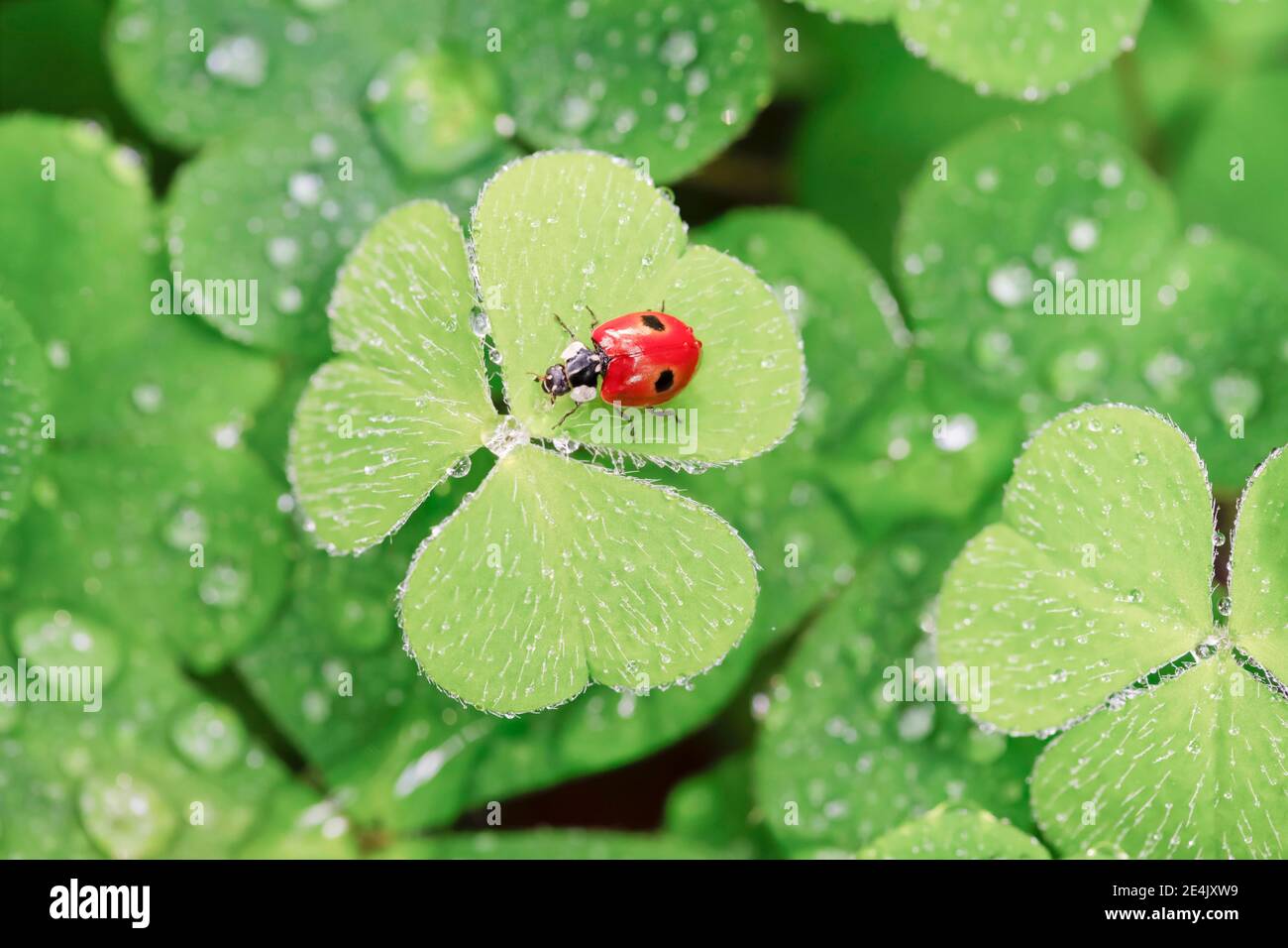 Spotted clover hi-res stock photography and images - Alamy