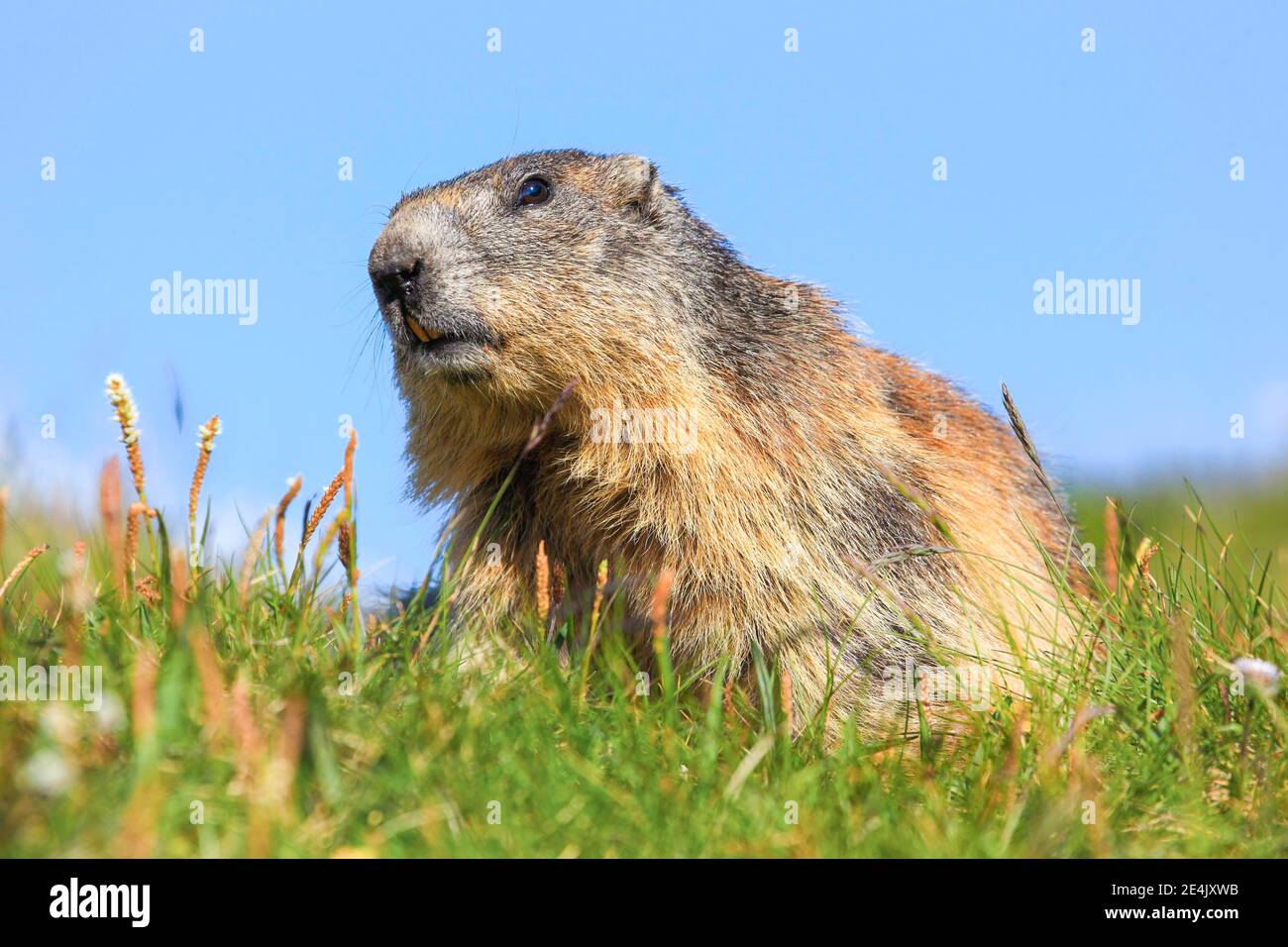 Glires hi-res stock photography and images - Alamy