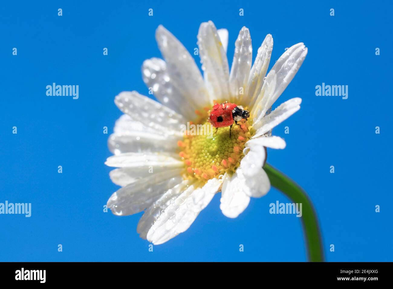Ladybird on daisy hi-res stock photography and images - Alamy