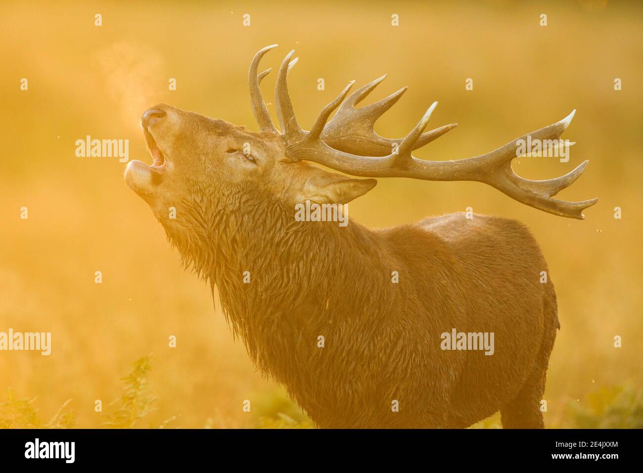 Hart bell hi-res stock photography and images - Alamy