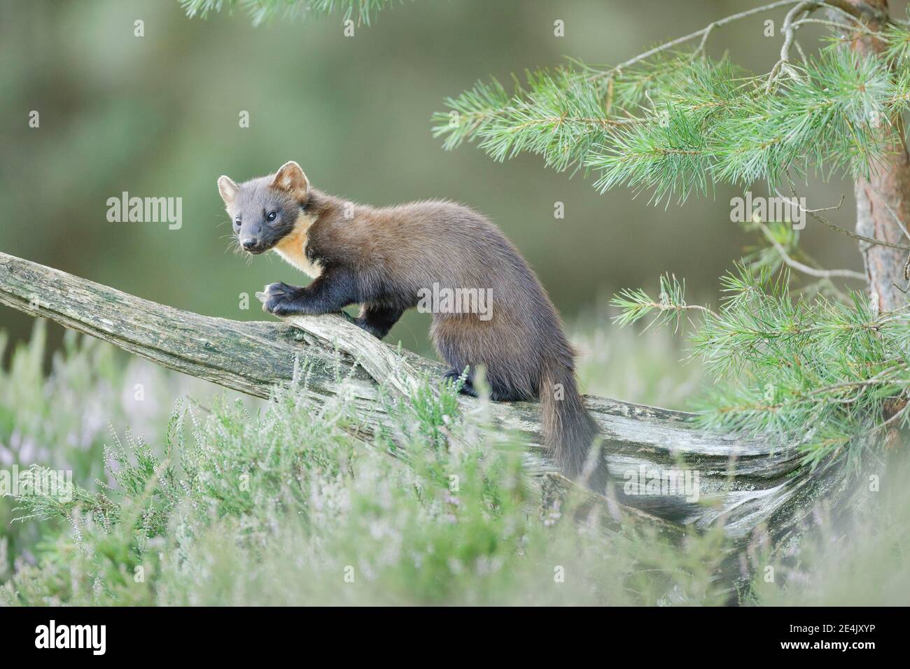 Female pine marten hi-res stock photography and images - Alamy