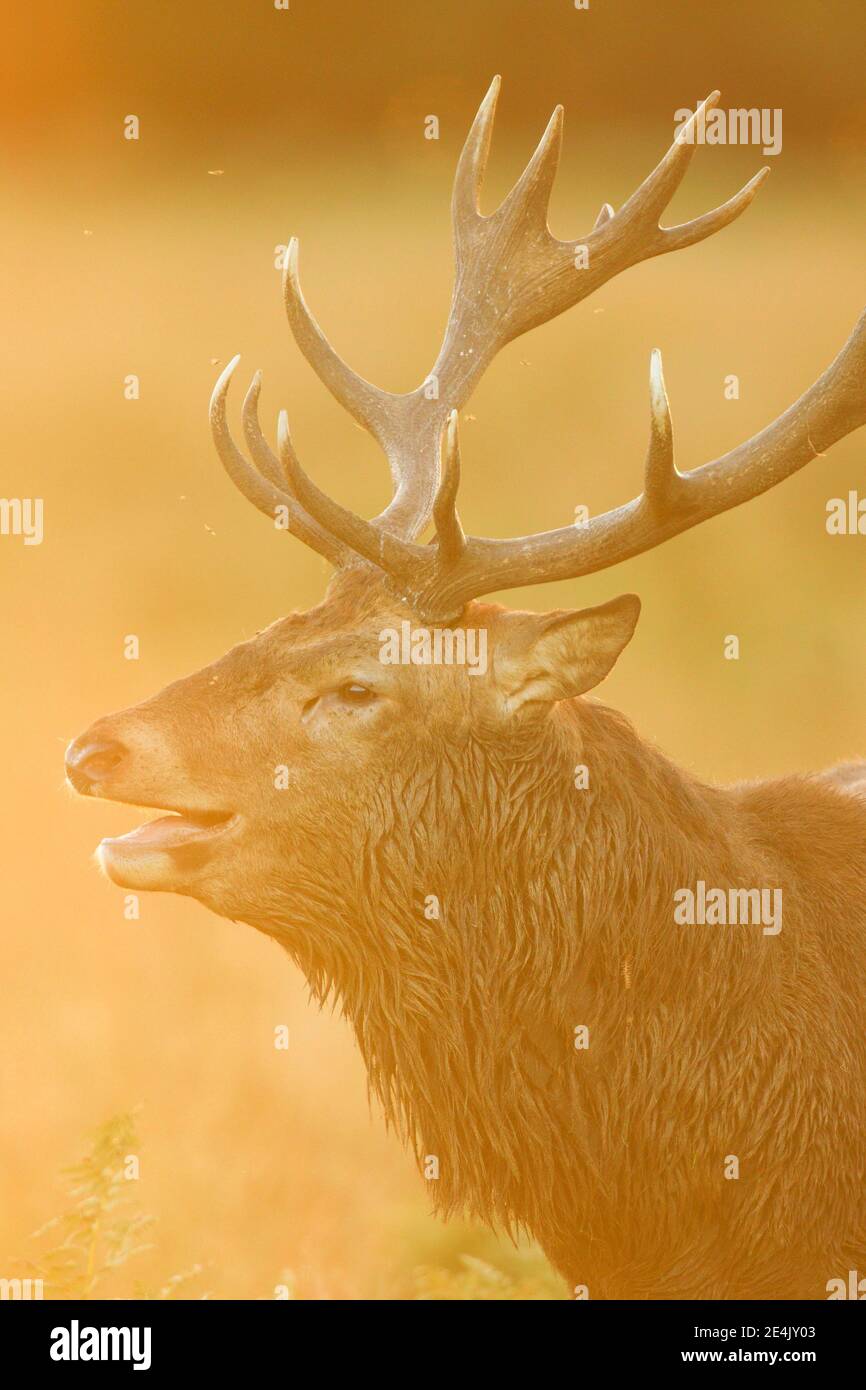 Red Deer or Hart (Cervus elaphus Stock Photo - Alamy
