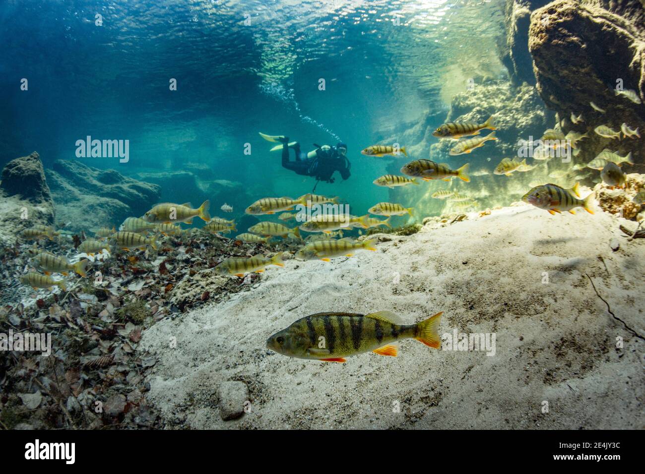 Young man scuba diving in Traun river among European perches (Perca ...
