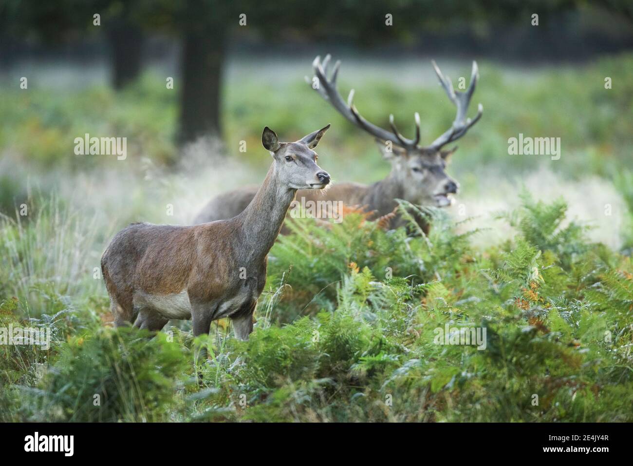 Animal with antler hi-res stock photography and images - Alamy