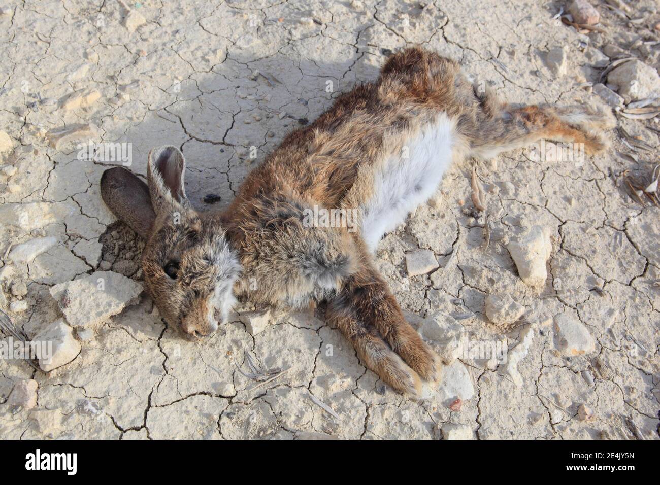 Death rabbit hi-res stock photography and images - Alamy