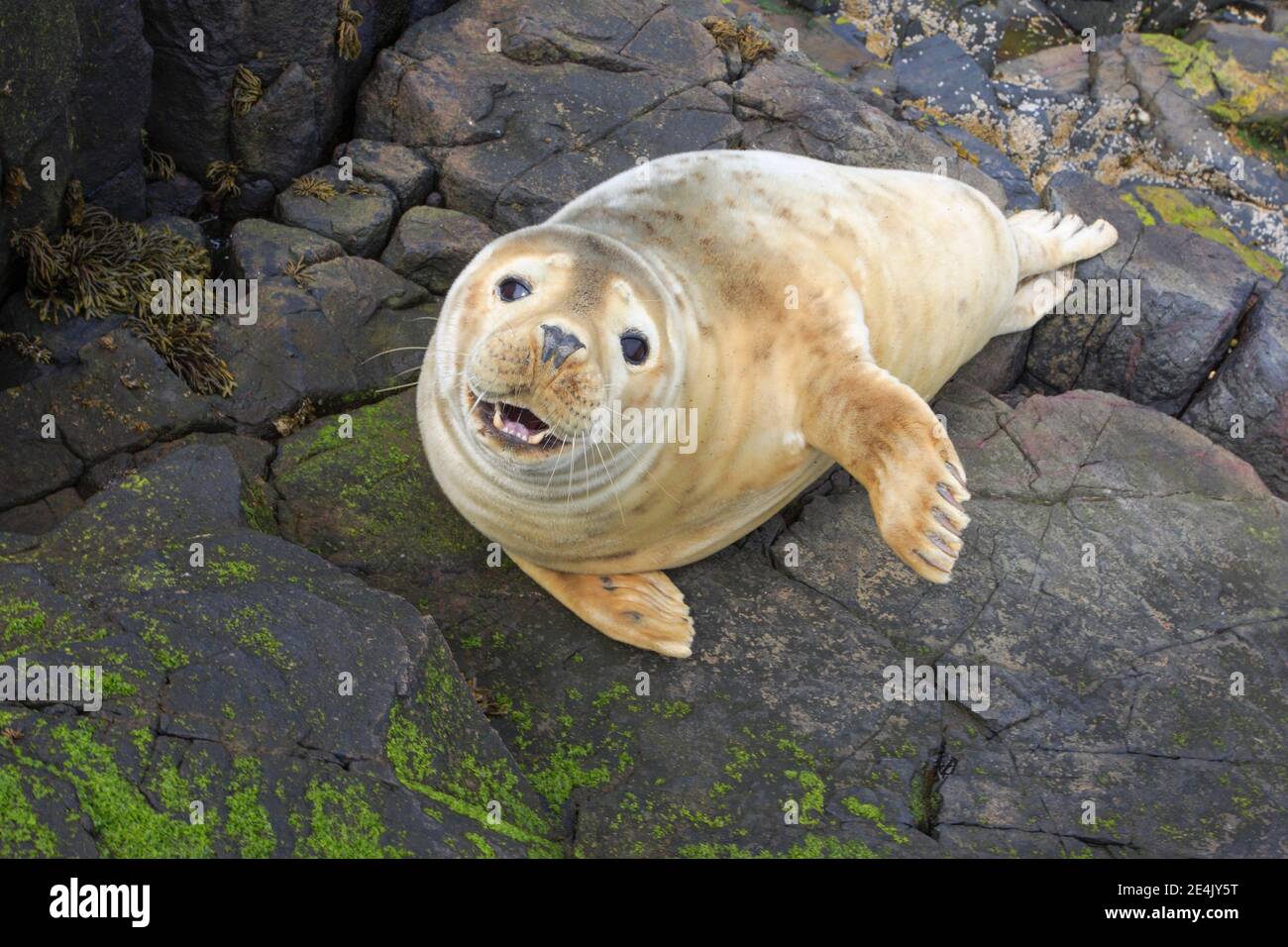 Grey seal (Halichoerus grypus), Scotland, UK Stock Photo - Alamy