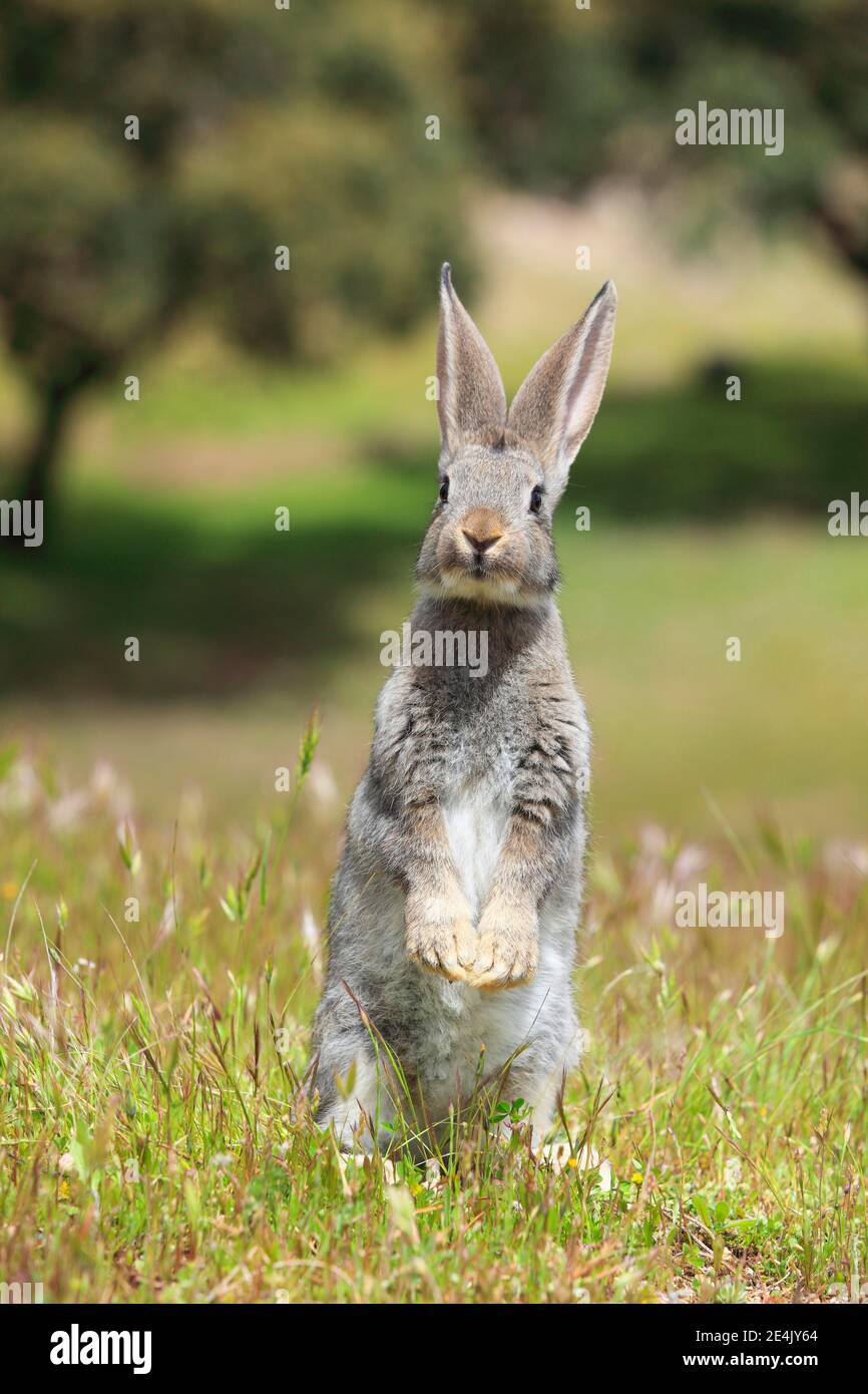 Wild rabbit, Oryctolagus cuniculus, Spain Stock Photo - Alamy