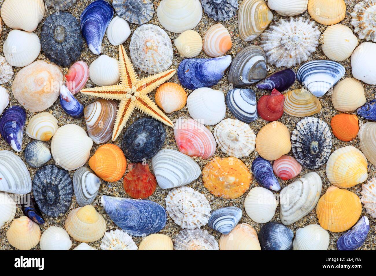 Starfish and shells in sand, arranged, Scotland, UK Stock Photo - Alamy