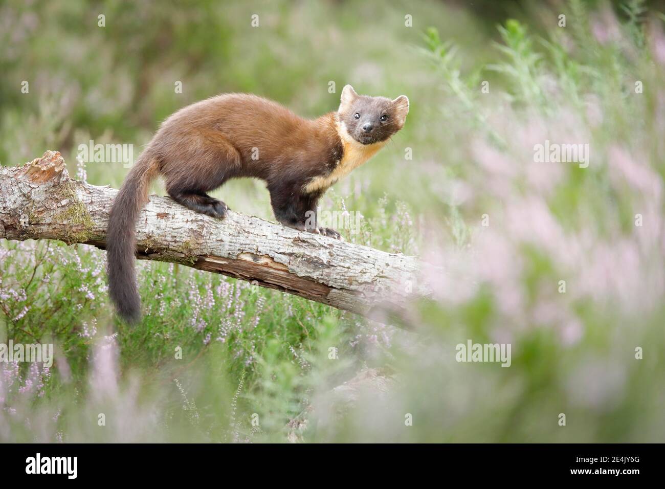Female pine marten hi-res stock photography and images - Alamy