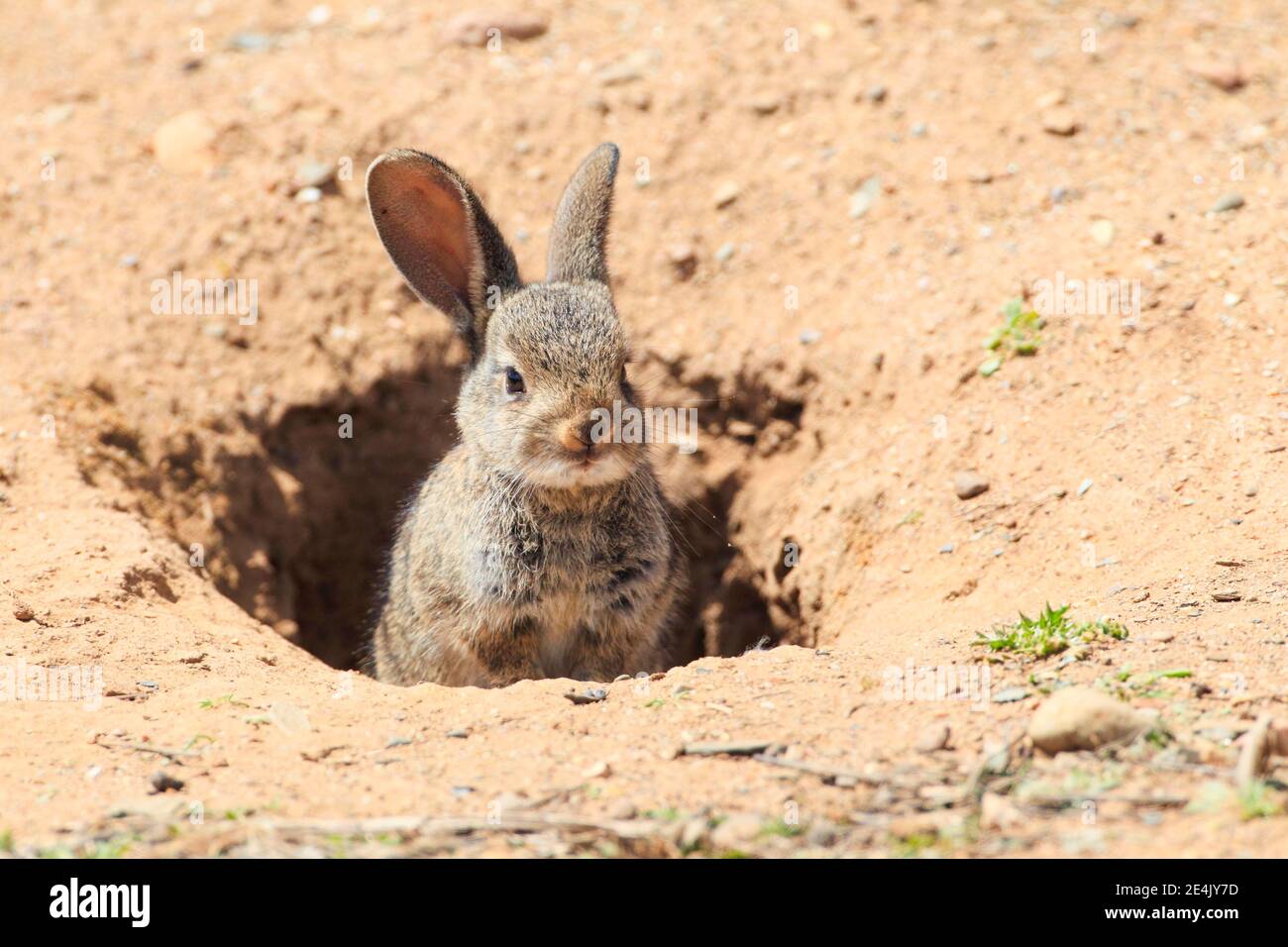 Native rabbit hi-res stock photography and images - Alamy