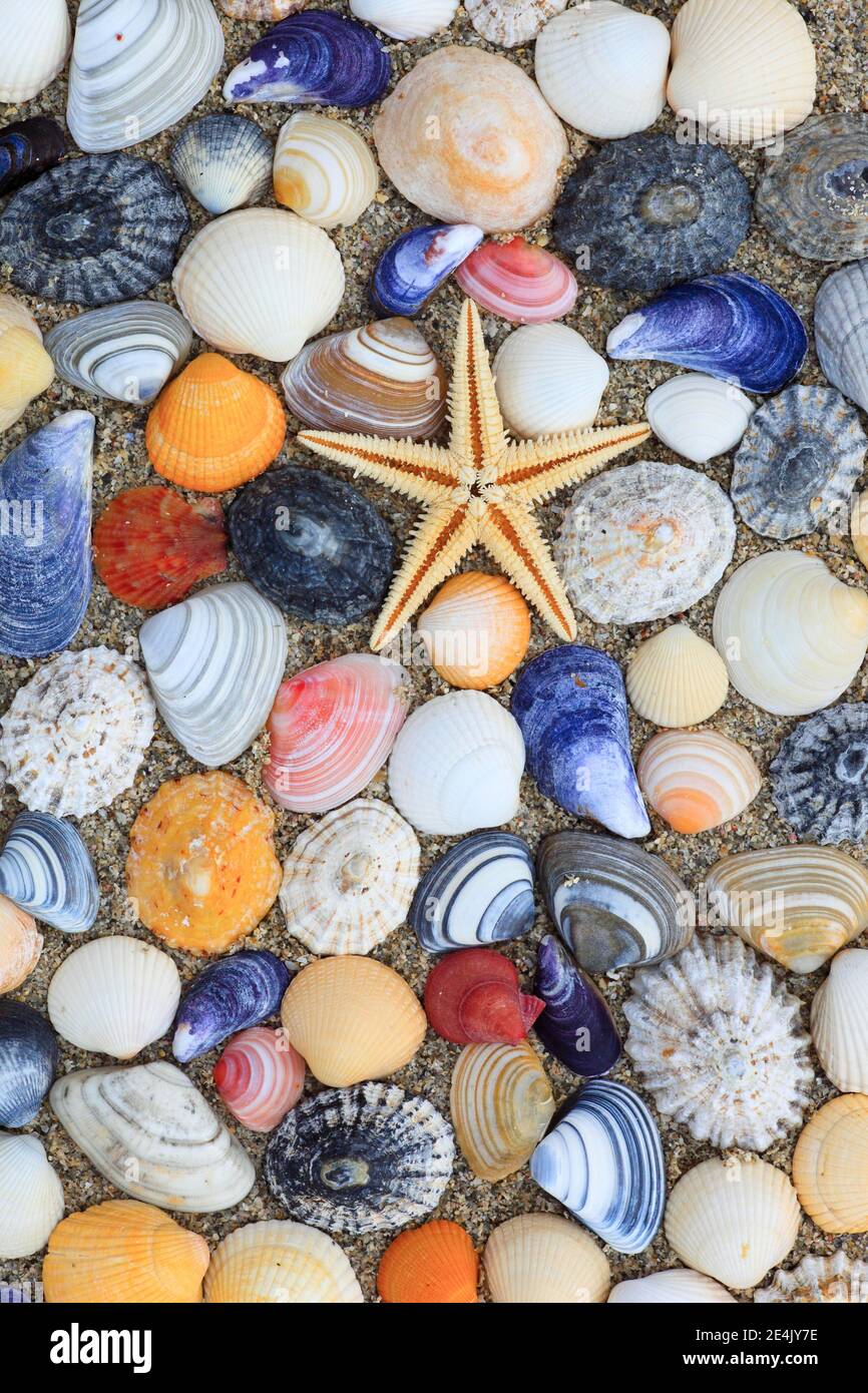 Starfish and shells in sand, arranged, Scotland, UK Stock Photo - Alamy