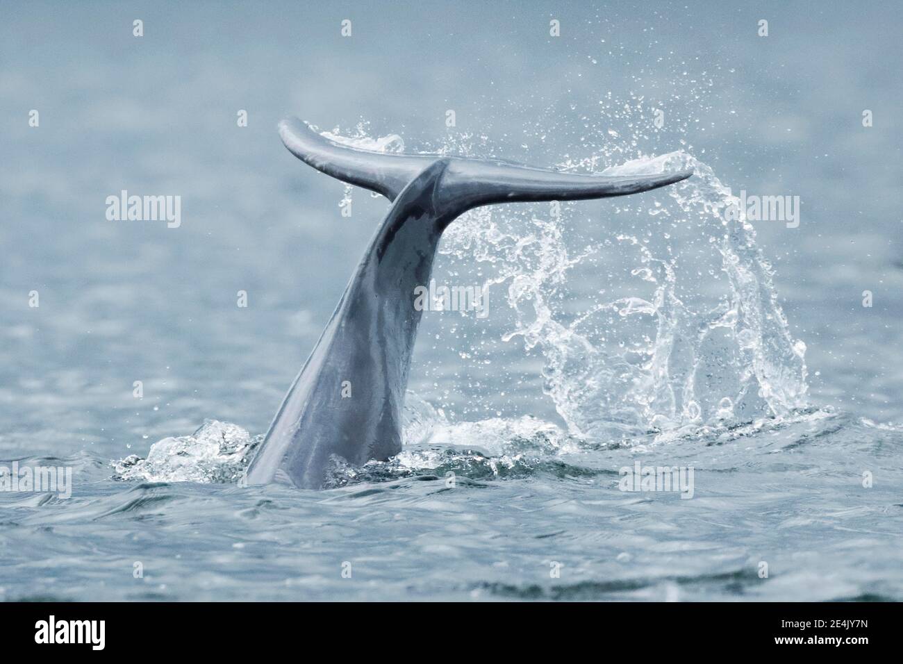 Dolphin, Bottlenose dolphin (Tursiops truncatus Stock Photo - Alamy Dolphin, Bottlenose dolphin (Tursiops truncatus Stock Photo - Alamy