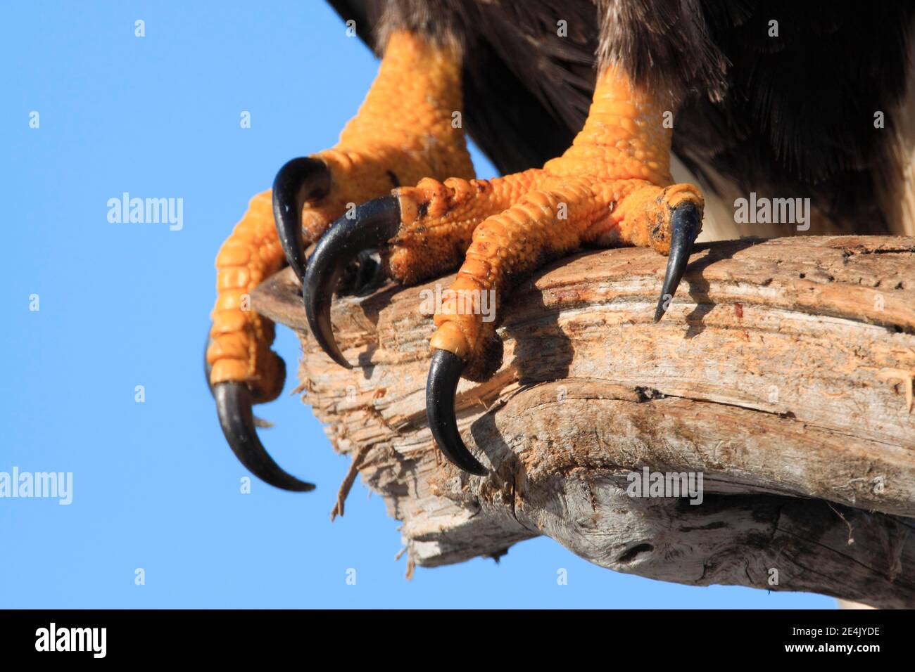 Bald eagle claws close up hi-res stock photography and images - Alamy