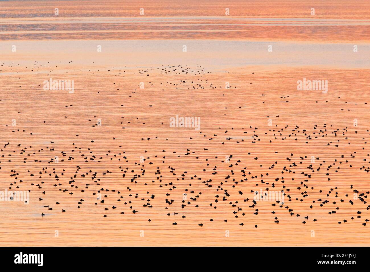 Bird congregation hi-res stock photography and images - Alamy