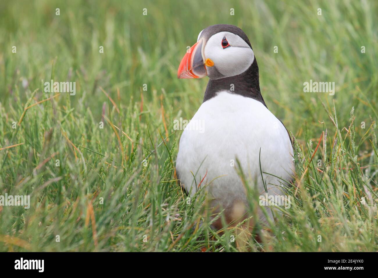 Puffin environment hi-res stock photography and images - Alamy