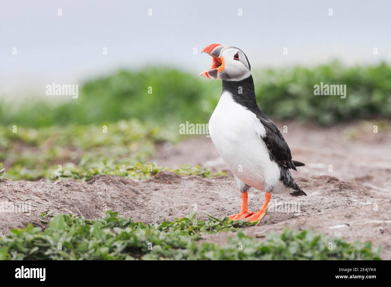 Puffin costume hi-res stock photography and images - Alamy