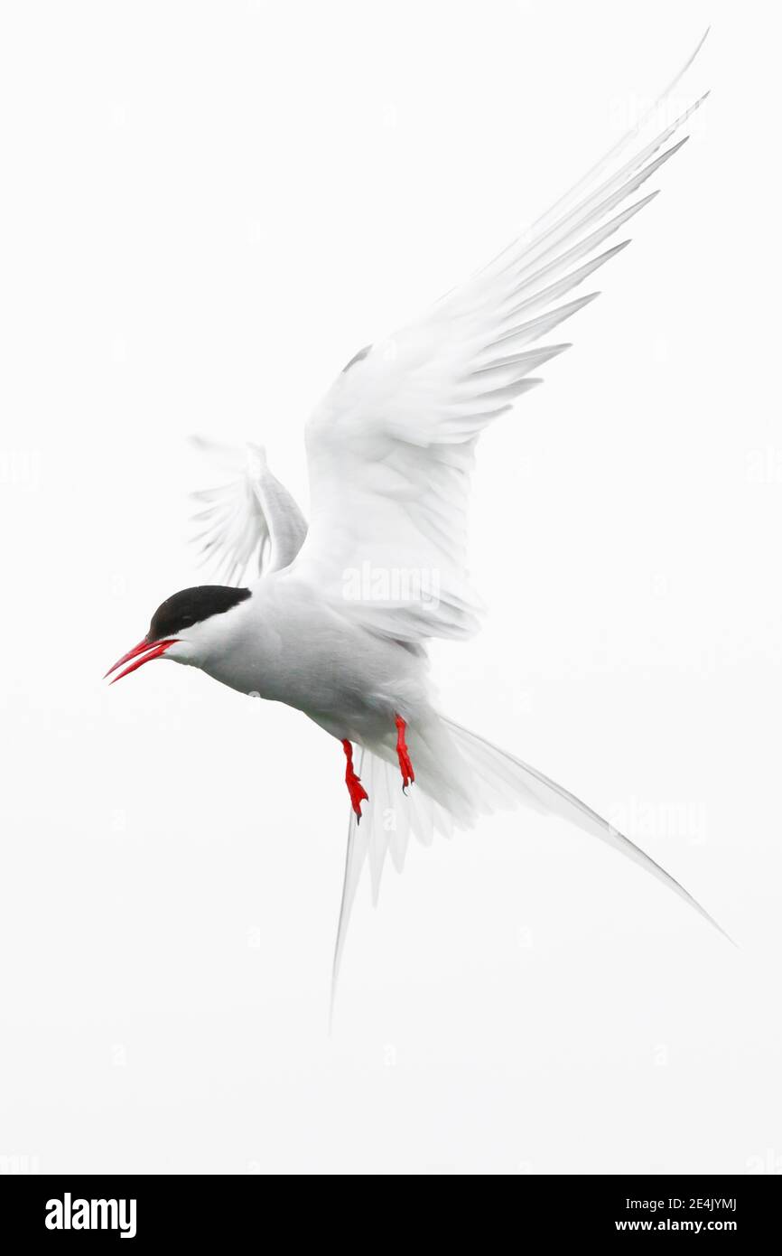 Sterna paradisaea Cut Out Stock Images & Pictures - Alamy