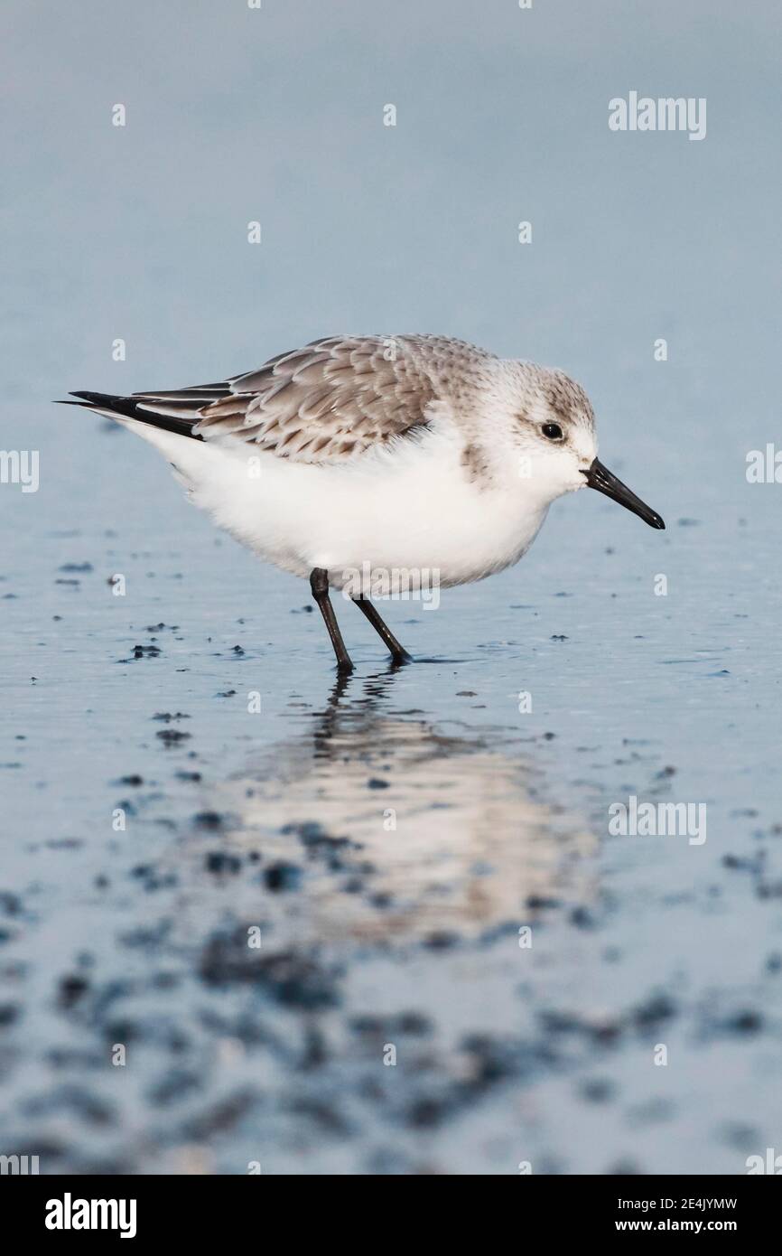 Sanderling calidris alba group hi-res stock photography and images - Alamy