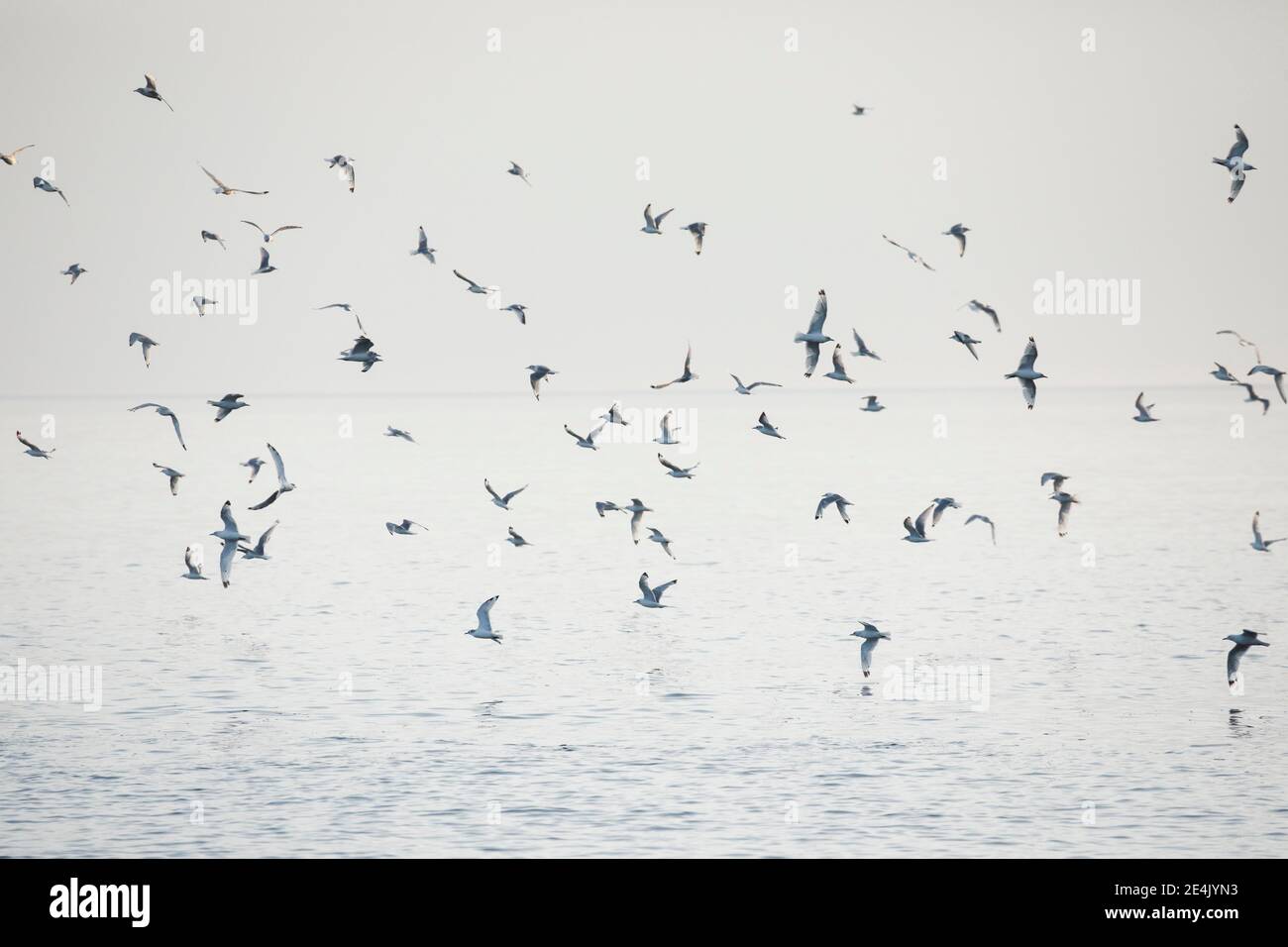 Flock of seagulls, Scotland, Great Britain Stock Photo - Alamy