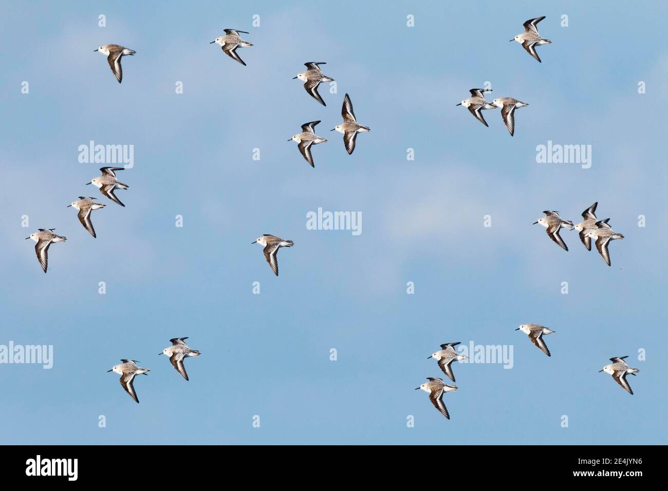 Sanderling migration hi-res stock photography and images - Alamy