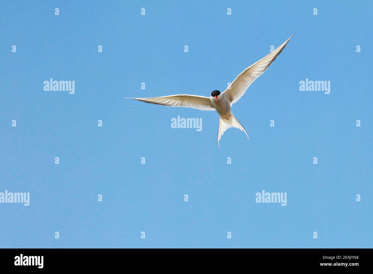 Blue tern hi-res stock photography and images - Alamy