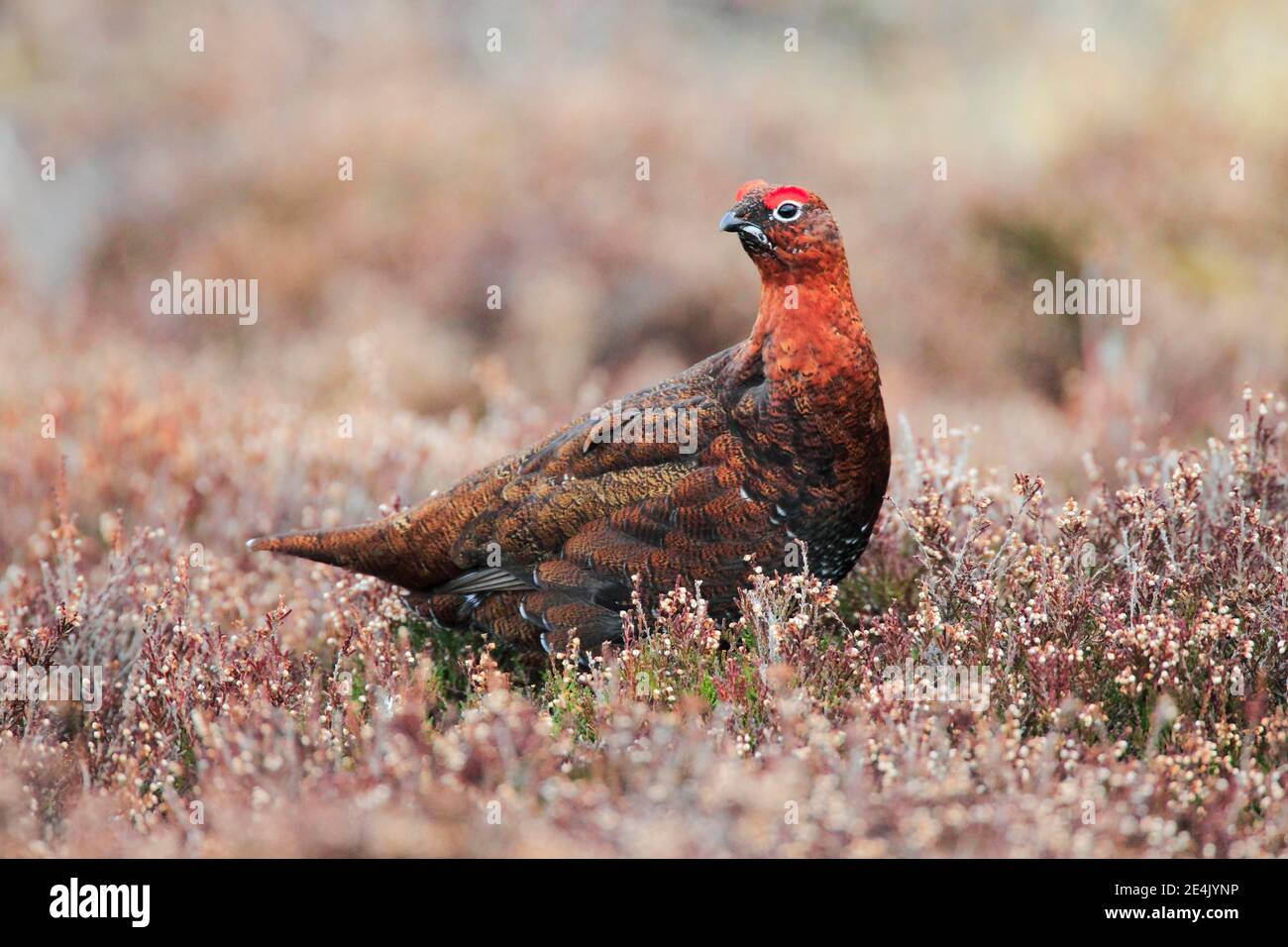 Scottish grouse hi-res stock photography and images - Alamy
