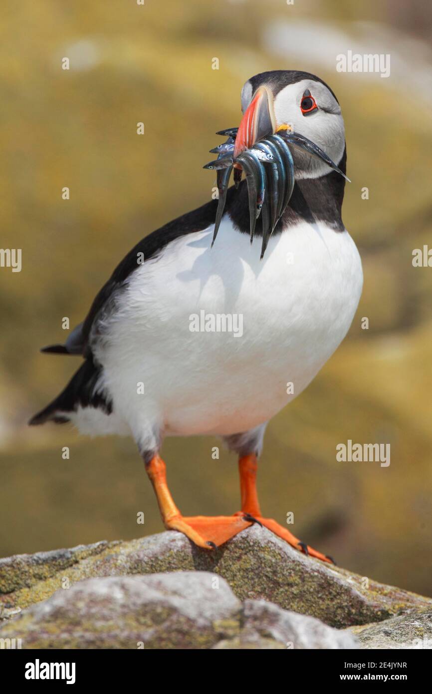 Fratercula arctica underwater hi-res stock photography and images - Alamy