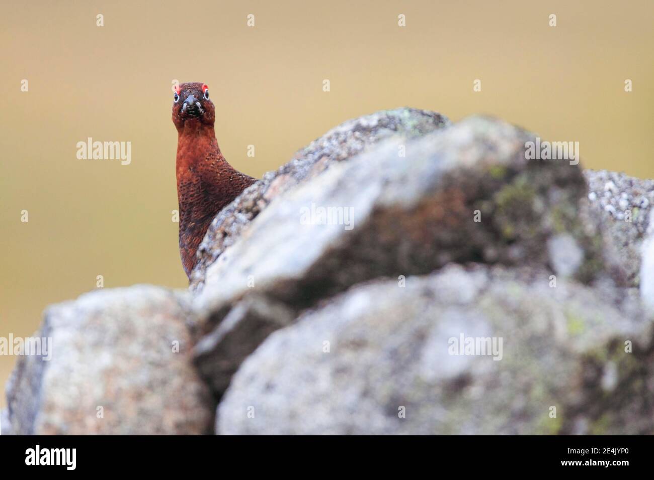 Scottish grouse hi-res stock photography and images - Alamy