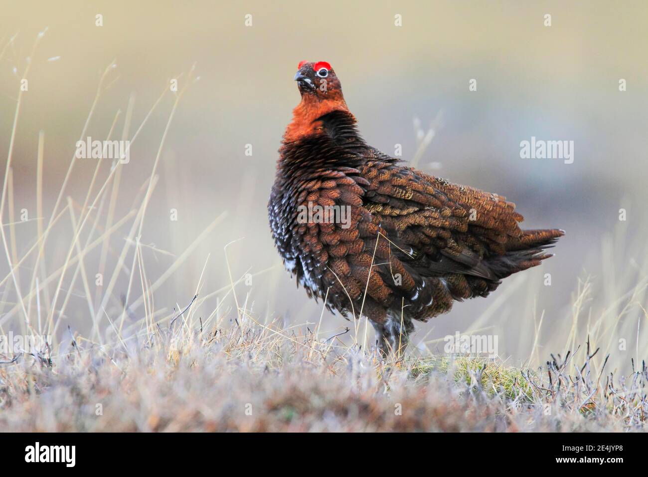 Willow Grouse, Scottish Willow Grouse (Lagopus lagopus scoticus), Red ...