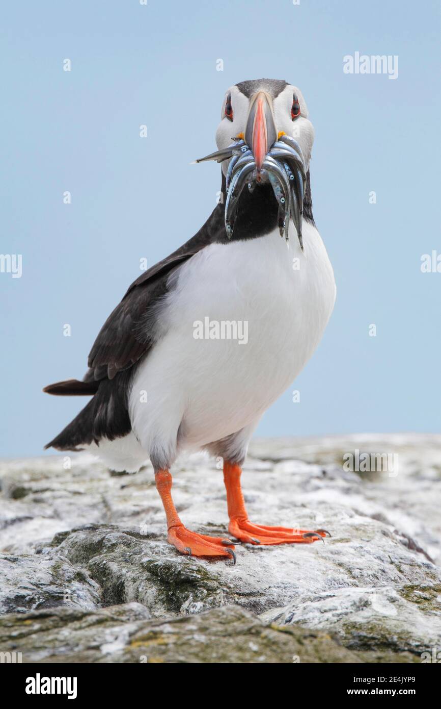 Puffin food hi-res stock photography and images - Alamy