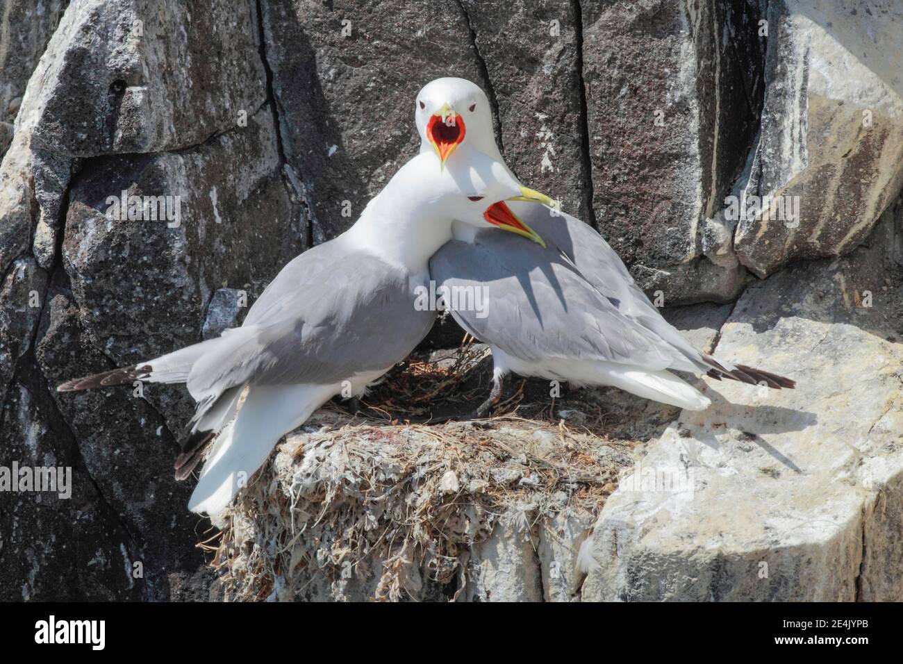 Two toed bird hi-res stock photography and images - Alamy