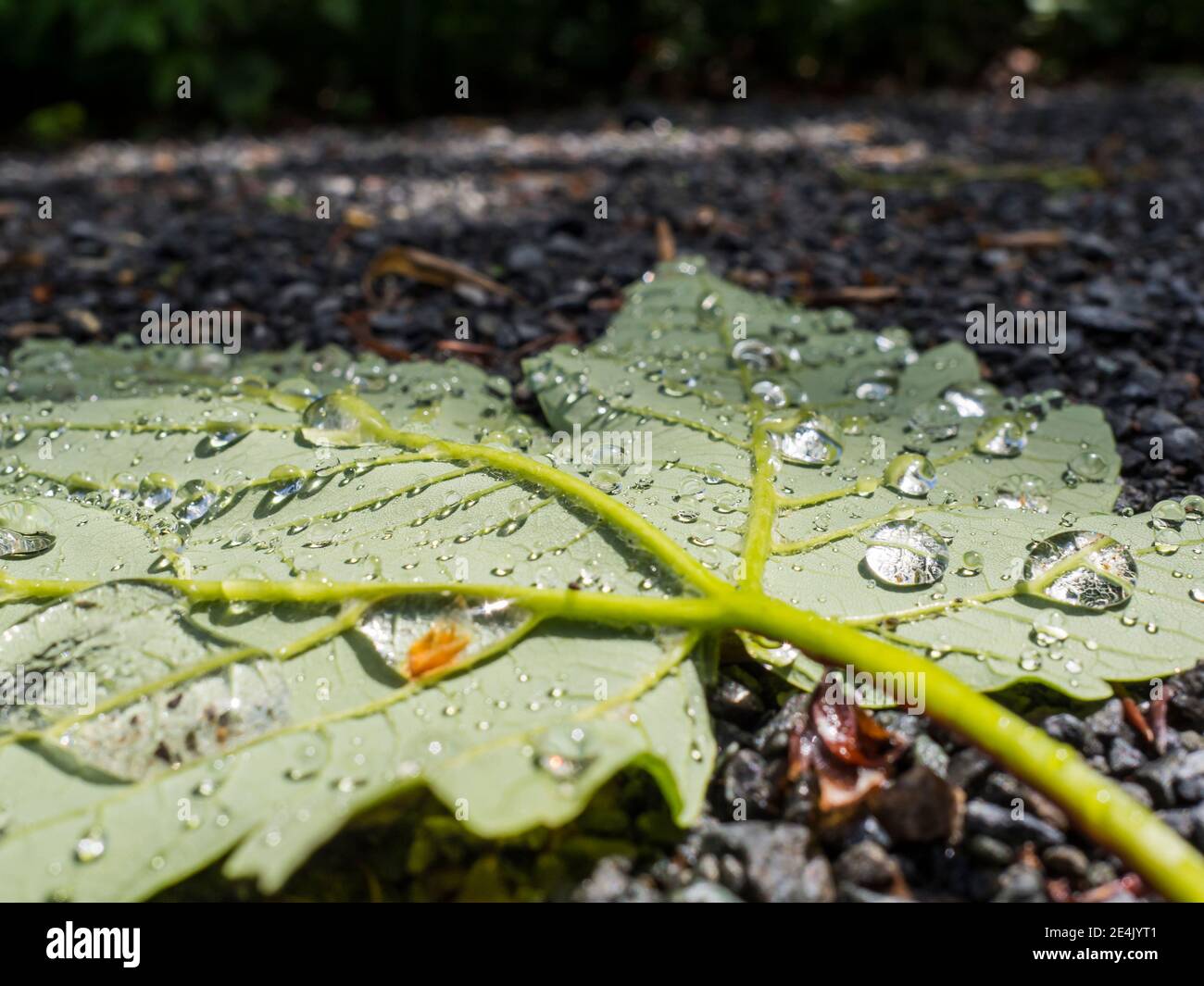Fallen green leaf hi-res stock photography and images - Alamy