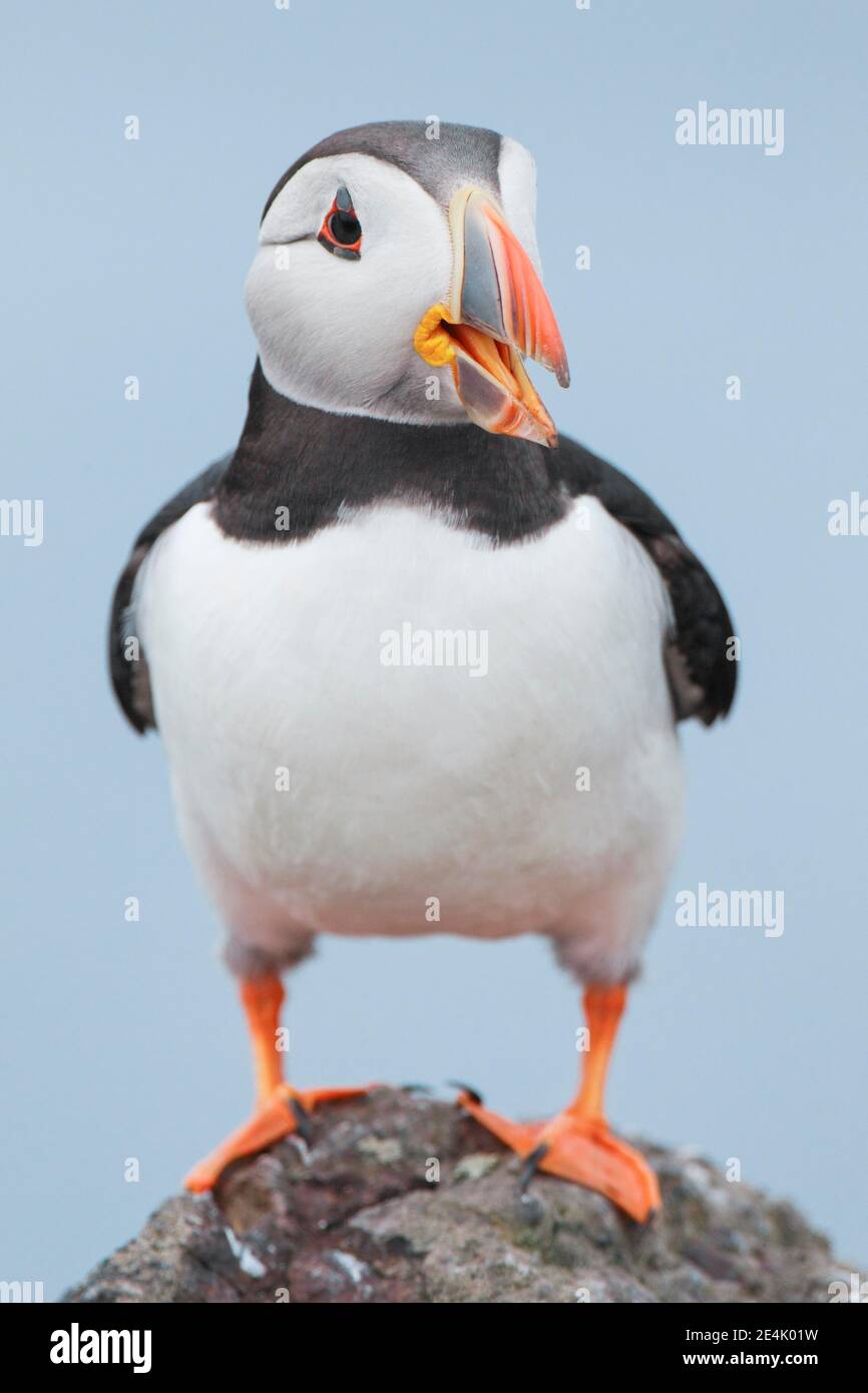 Puffin adult hi-res stock photography and images - Alamy