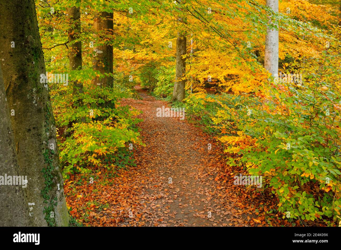 Foliage-covered forest path in the Zurich Oberland, Switzerland Stock ...