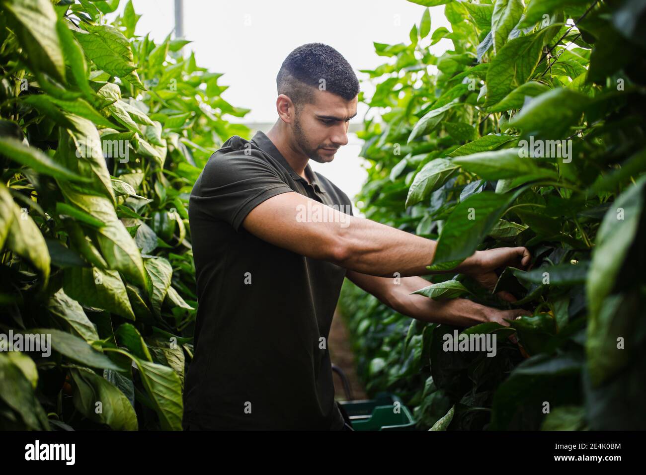 Handsome farmer hi-res stock photography and images - Alamy