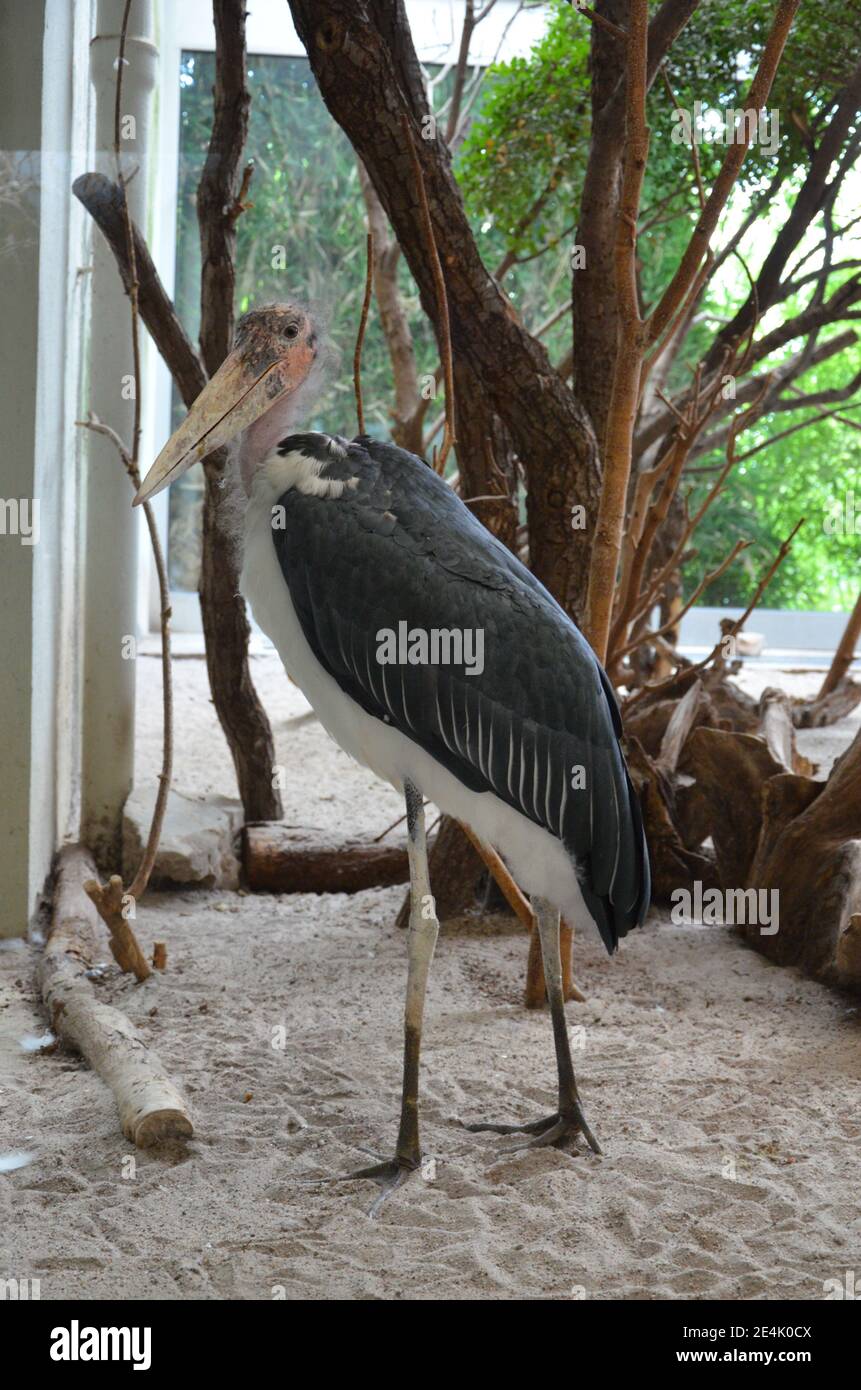 African Marabou Leptoptilos crumeniferus in Frankfurt zoo Stock Photo ...