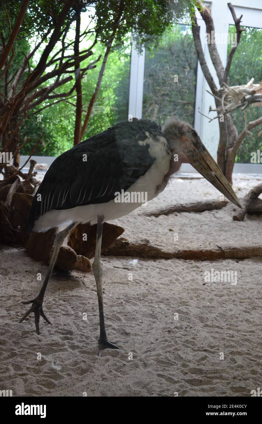 African Marabou Leptoptilos crumeniferus in Frankfurt zoo Stock Photo ...