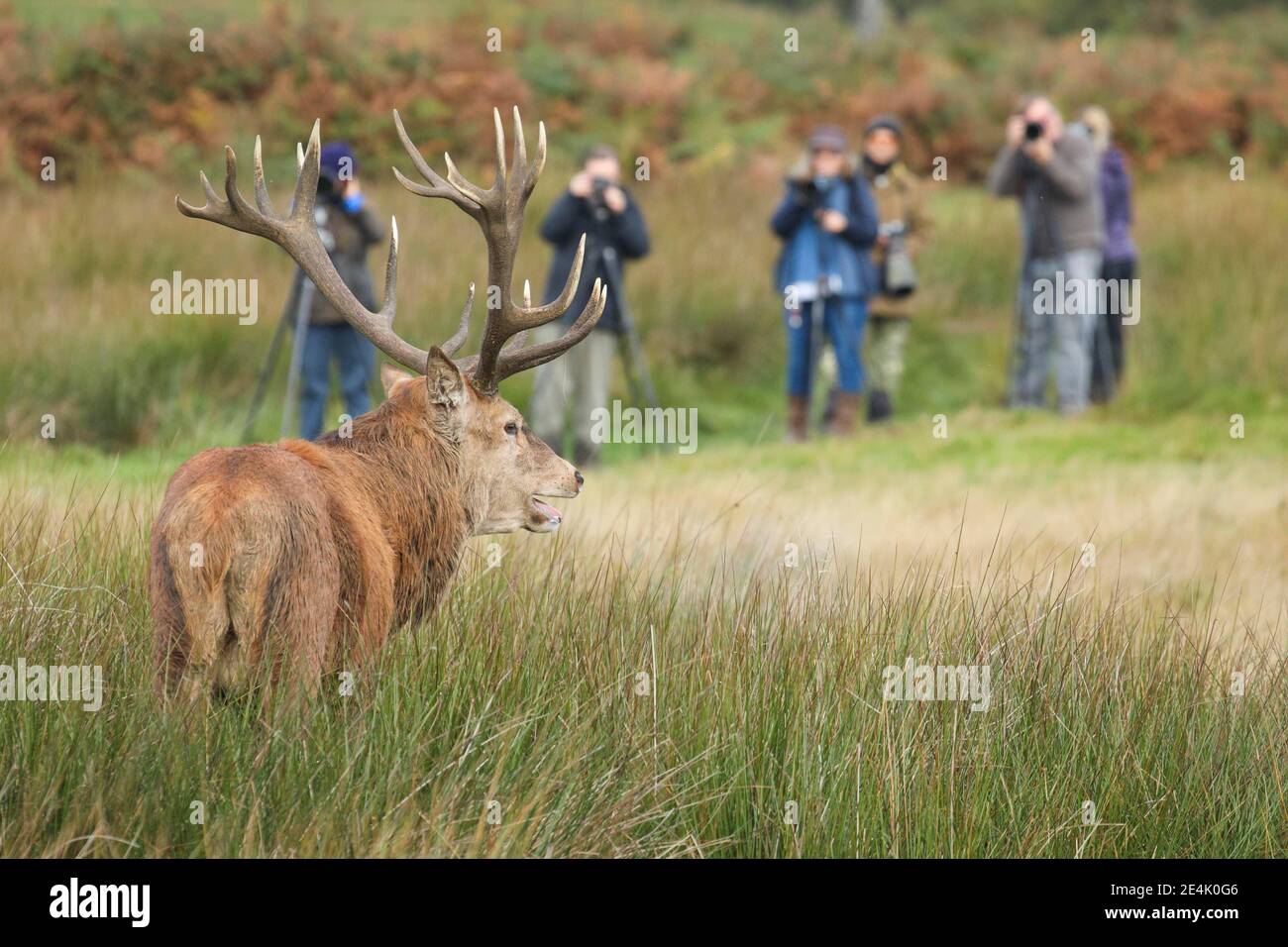 Hart wild animal hi-res stock photography and images - Alamy