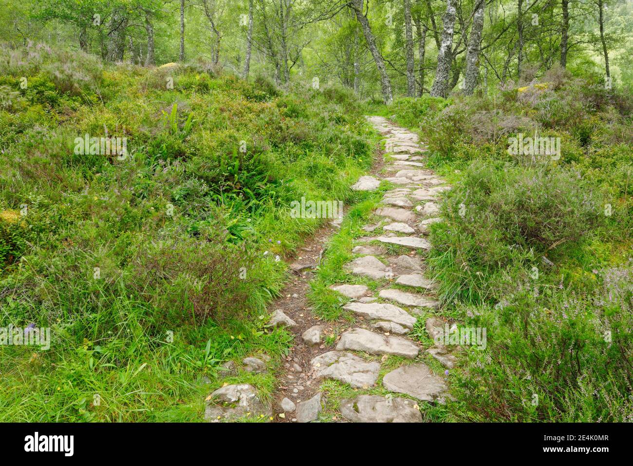 Footpath in birch forest, Craigellachie National Nature Reserve ...