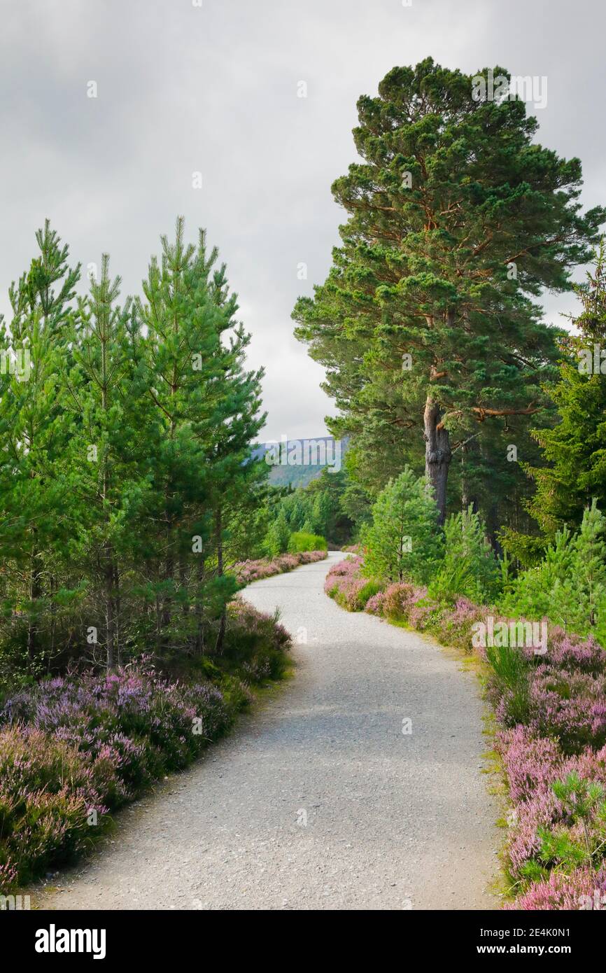 Gravel path hi-res stock photography and images - Alamy