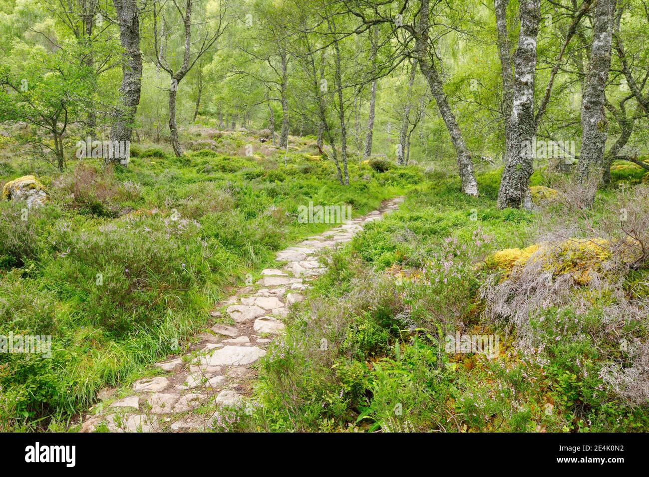 Footpath in birch forest, Craigellachie National Nature Reserve ...