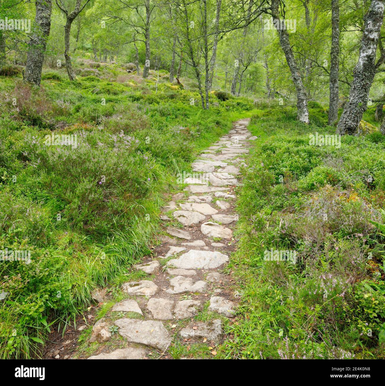 Footpath in birch forest, Craigellachie National Nature Reserve ...