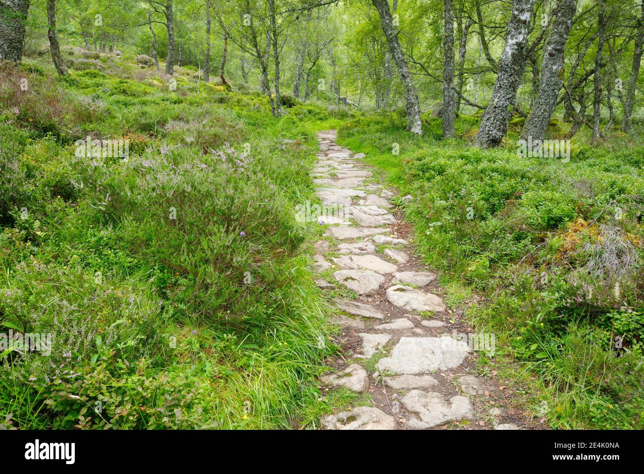 Footpath in birch forest, Craigellachie National Nature Reserve ...