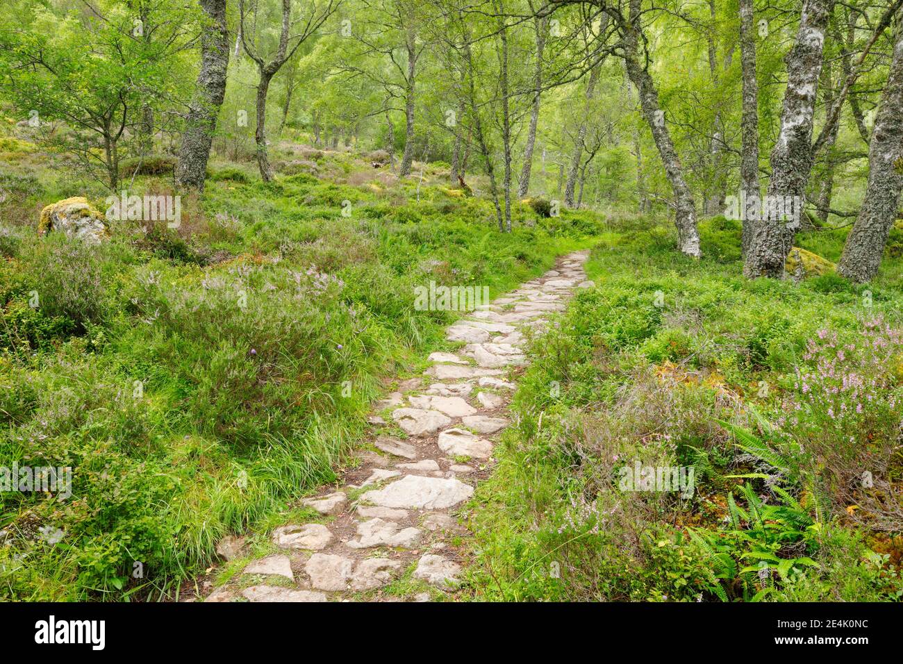 Footpath in birch forest, Craigellachie National Nature Reserve ...